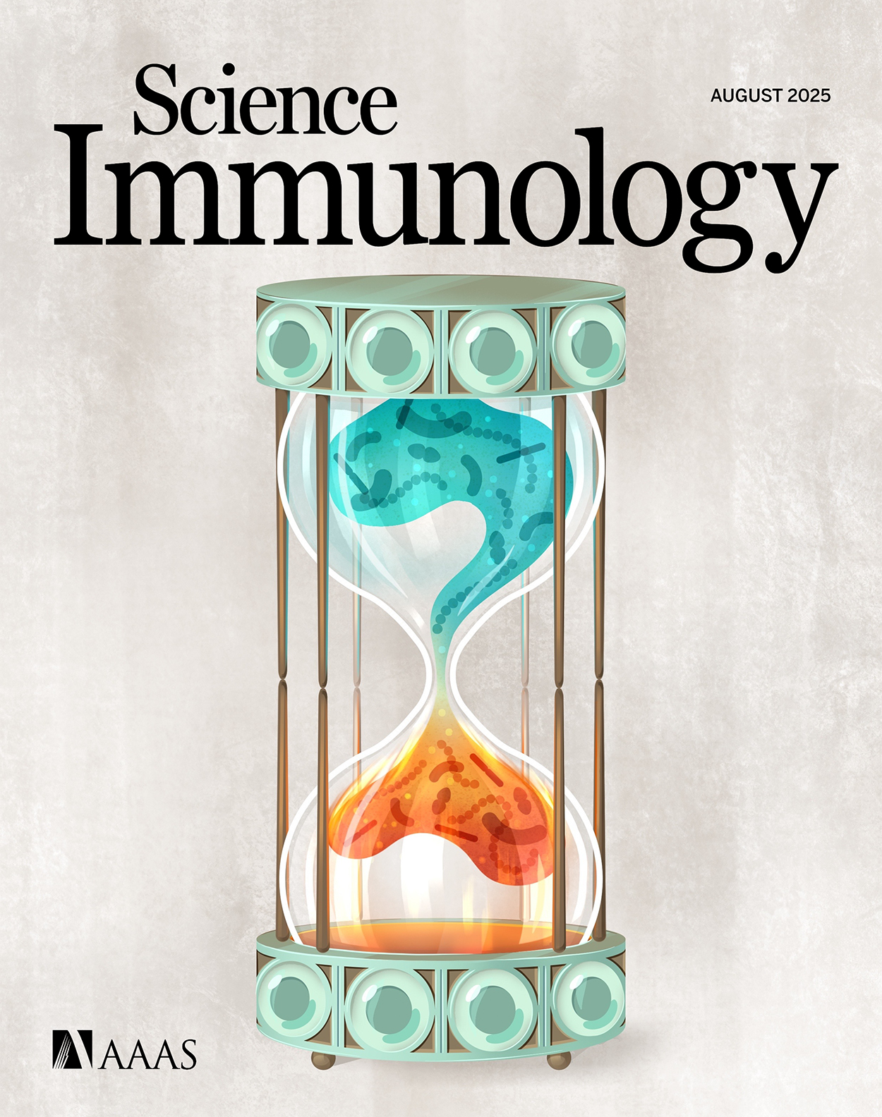 CD4 T cell therapy counteracts inflammaging and senescence by ...